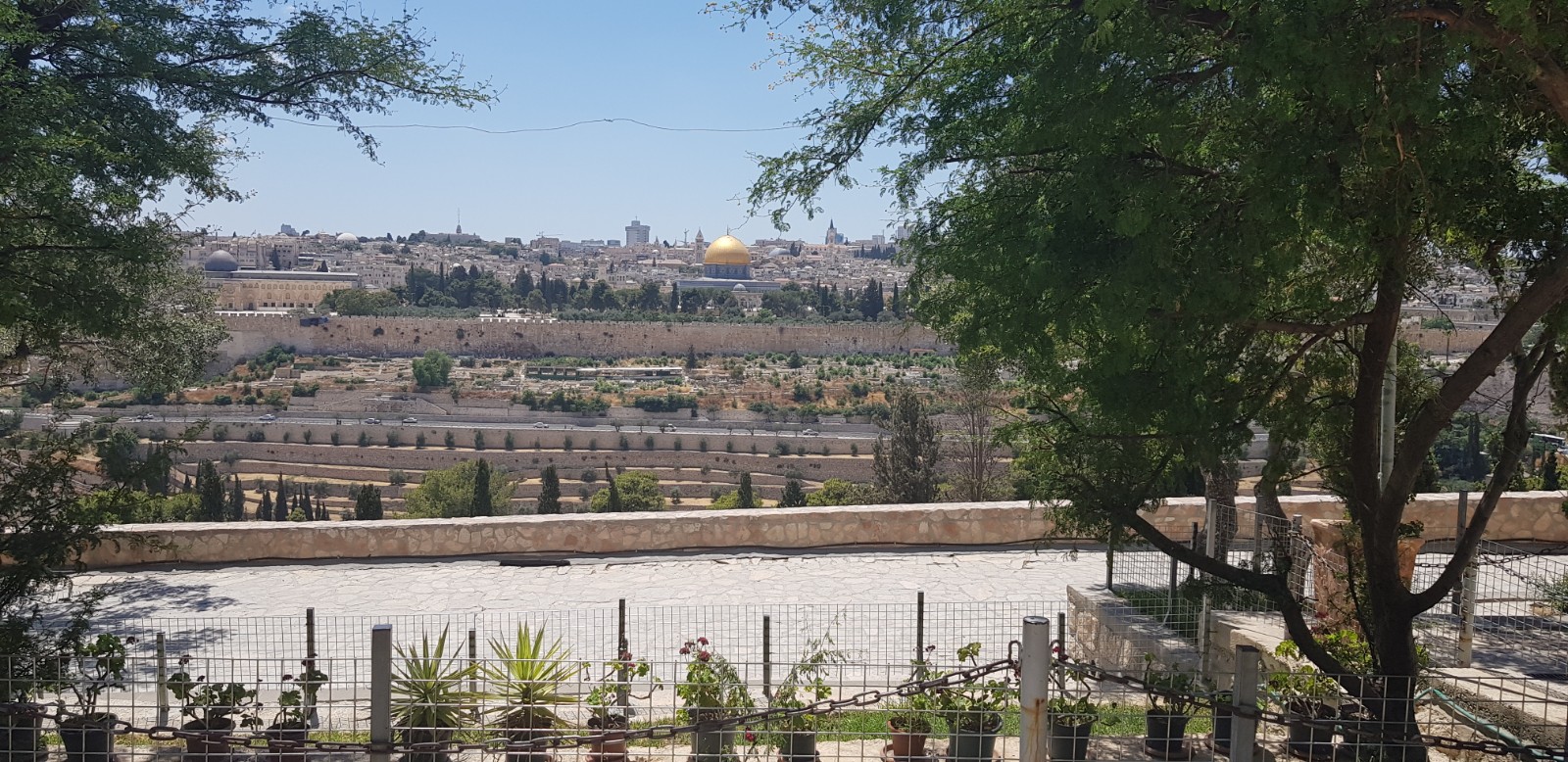 The Heifer & the Calf: Shabbat Parah | Torah & more… תורה ועוד